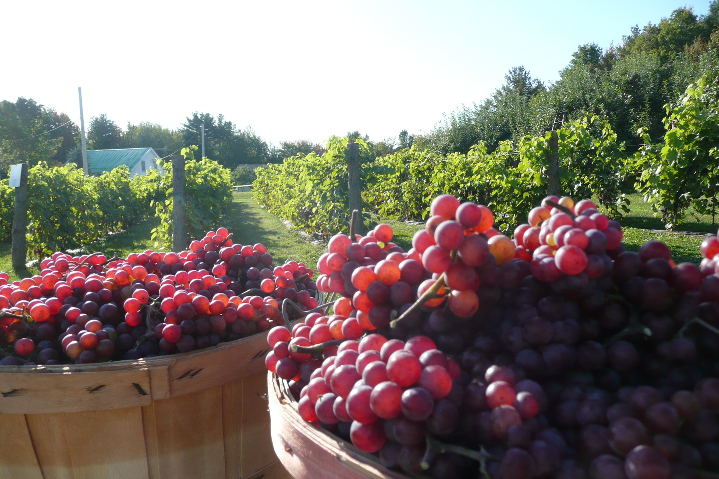 Brome-Missisquoi — Place aux jeunes en région